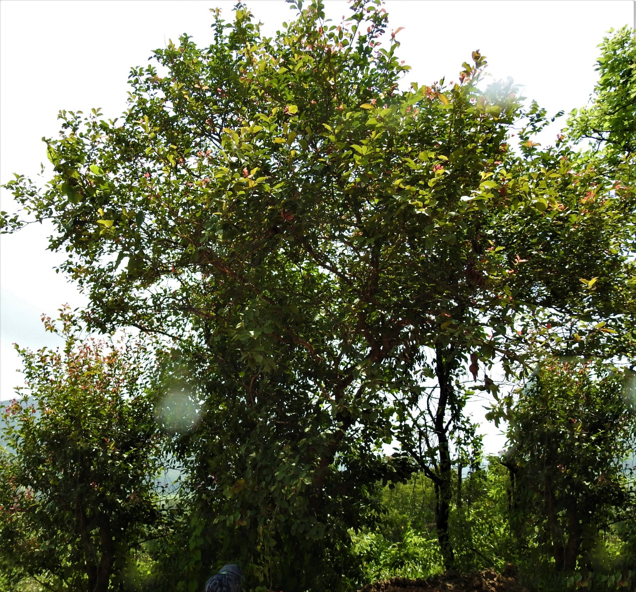 Flacourtia indica - Forrest-ecology